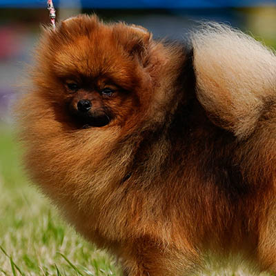South Of England Papillon Club on Saturday, 1 August 2026