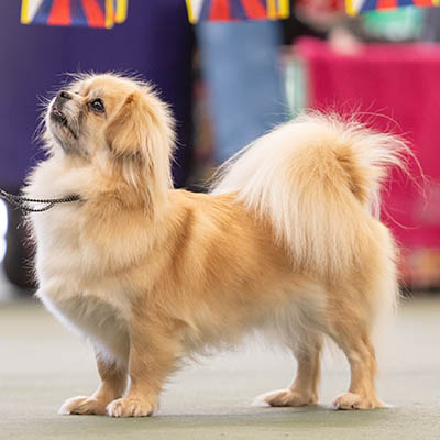 The Borzoi Club (Open Show) on Saturday, 18 July 2026