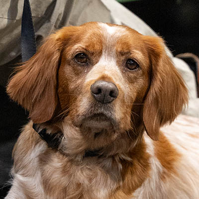 Results For Chesterfield Canine Society on Saturday, 2 May 2026